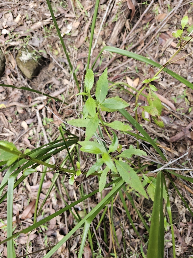koala bells from Tallebudgera Valley QLD 4228, Australia on November 23 ...
