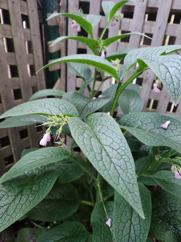 Comfrey from Nimmitabel NSW 2631, Australia on November 23, 2023 at 07: ...