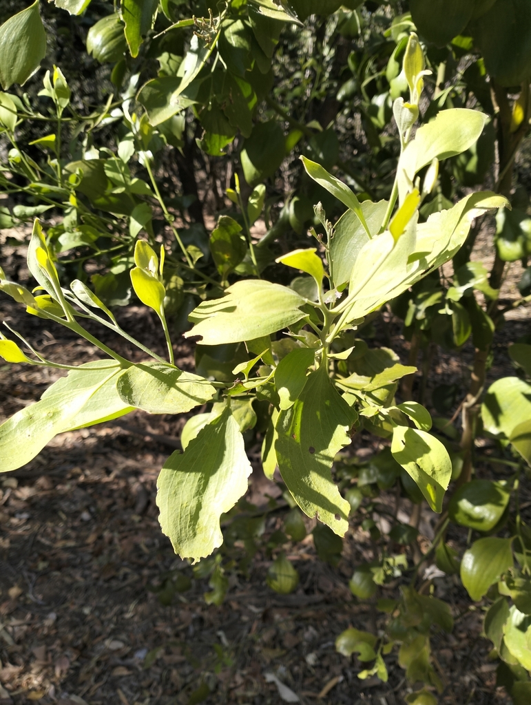 Broad Leaved Native Cherry from Elsey NT 0852, Australia on August 11 ...