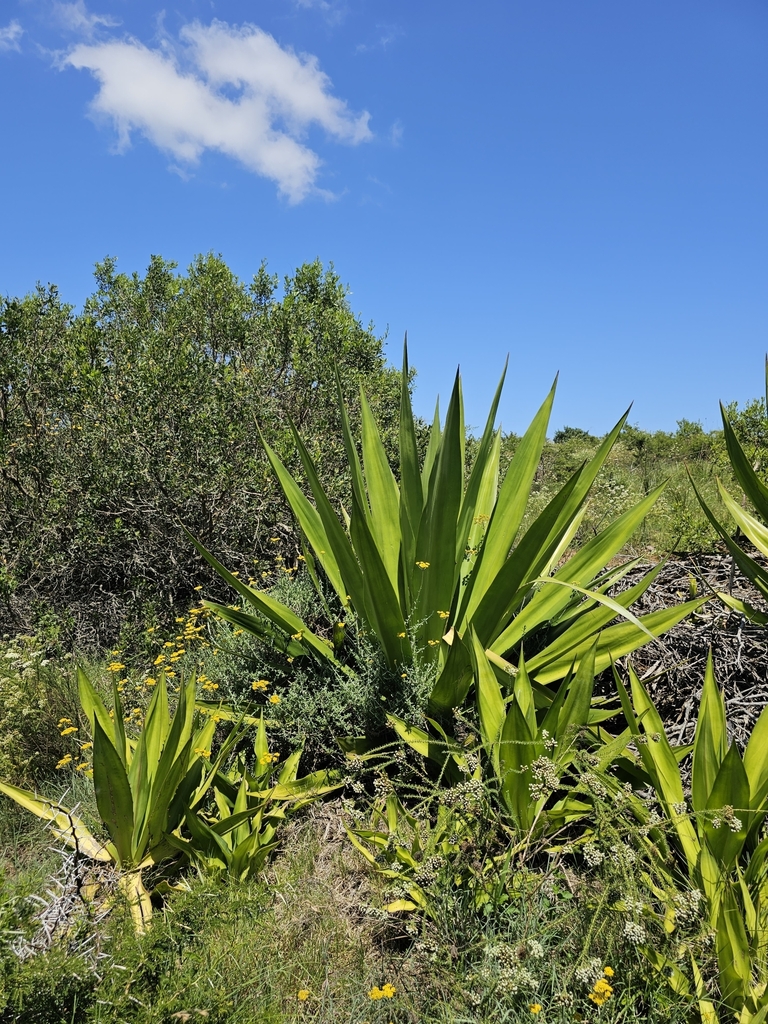 Century plant subfamily from Ndlambe Local Municipality, South Africa ...