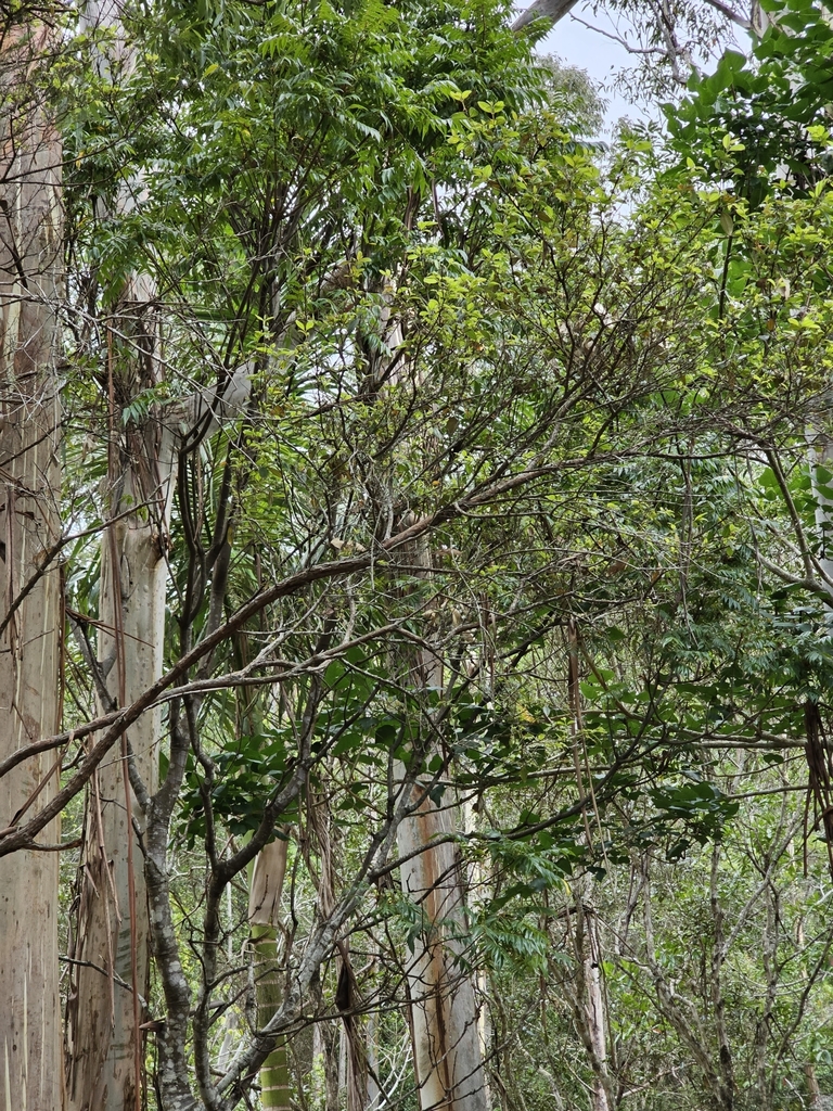 scrub turpentine from Currumbin Valley-Tallebudgera, AU-QL, AU on ...