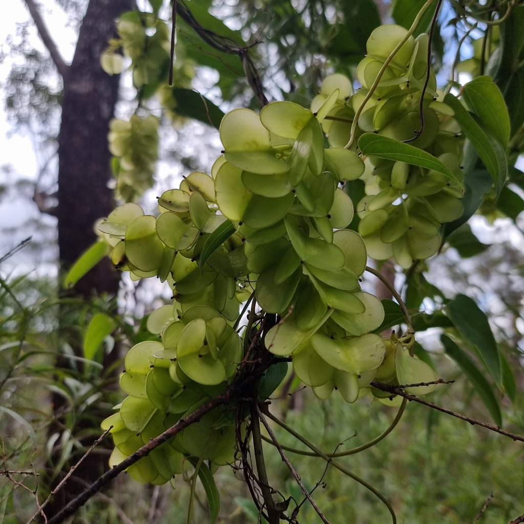 Common Yam Vine from Springbrook QLD 4213, Australia on November 23, 2023 at 03:20 PM by Oakley ...