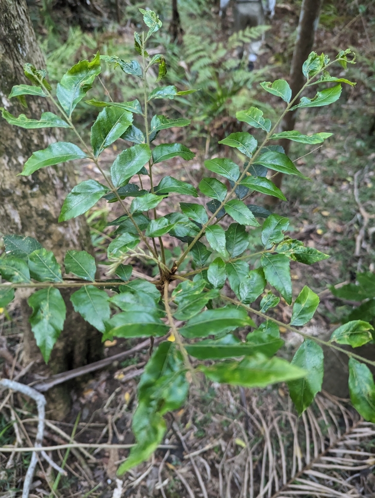 Fern Top from Mount Mellum QLD 4550, Australia on November 23, 2023 at ...
