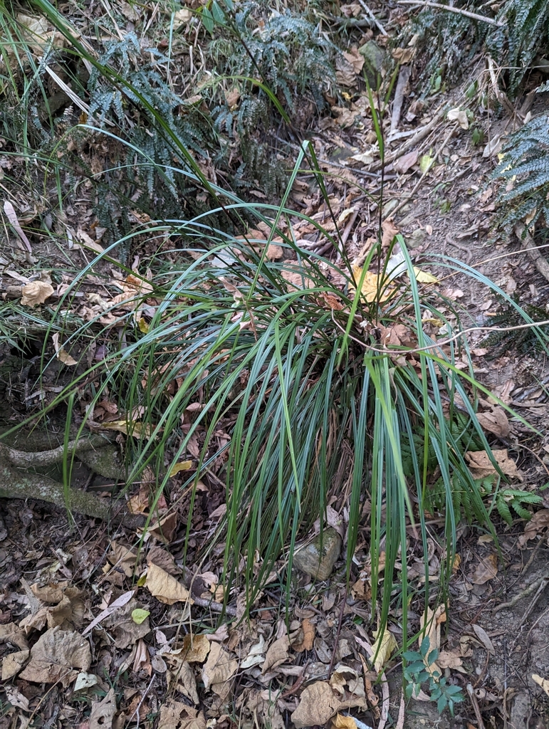 sedges from Mount Mellum QLD 4550, Australia by Alex Imhof ...