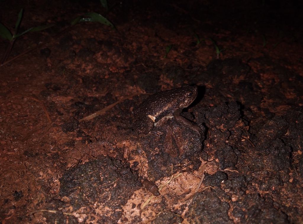 False Toad from Pontianak, West Kalimantan, Indonesia on November 13 ...