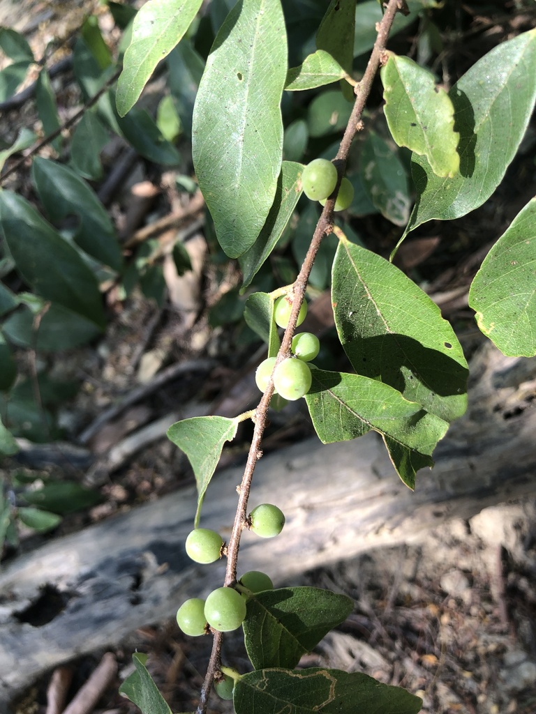 Pop-gun Seed from 壽山國家自然公園, 鼓山區, KHH, TW on November 23, 2023 at 01:36 ...