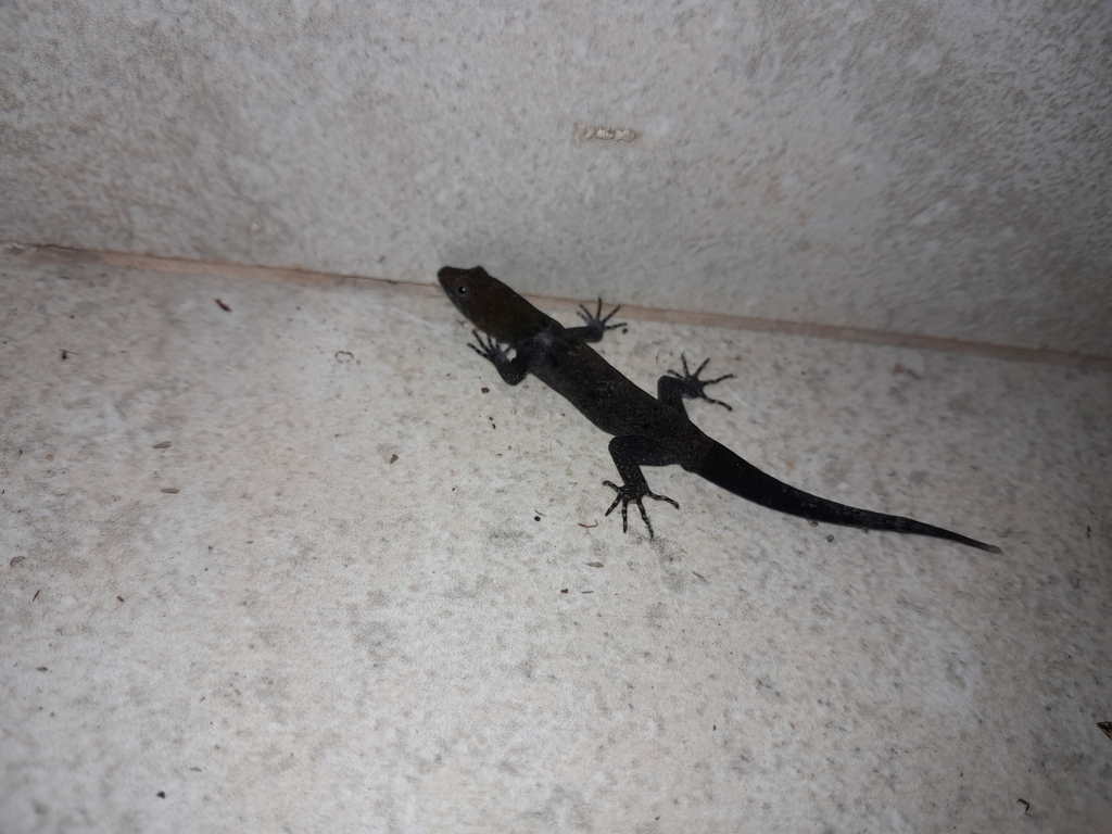 Gonatodes albogularis fuscus from Caicedonia, Valle del Cauca, Colombia ...