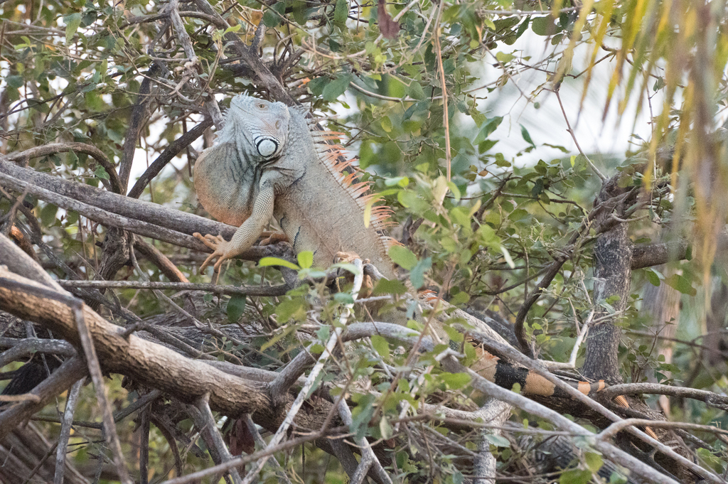 Green Iguana from 63732 Bucerías, Nayarit, Mexico on November 21, 2023 ...