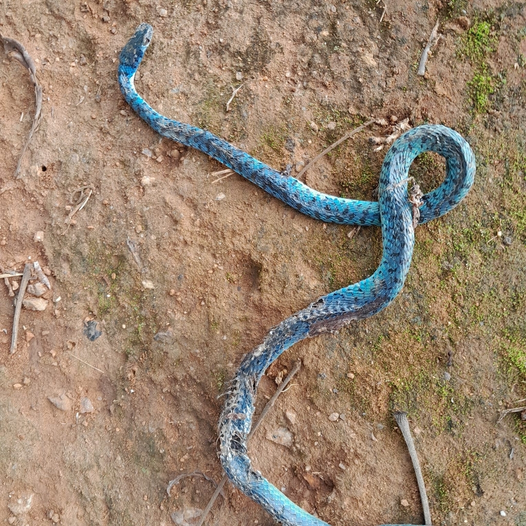 Spotted Bush Snake from Ngodwana mill on November 23, 2023 by vicky ...