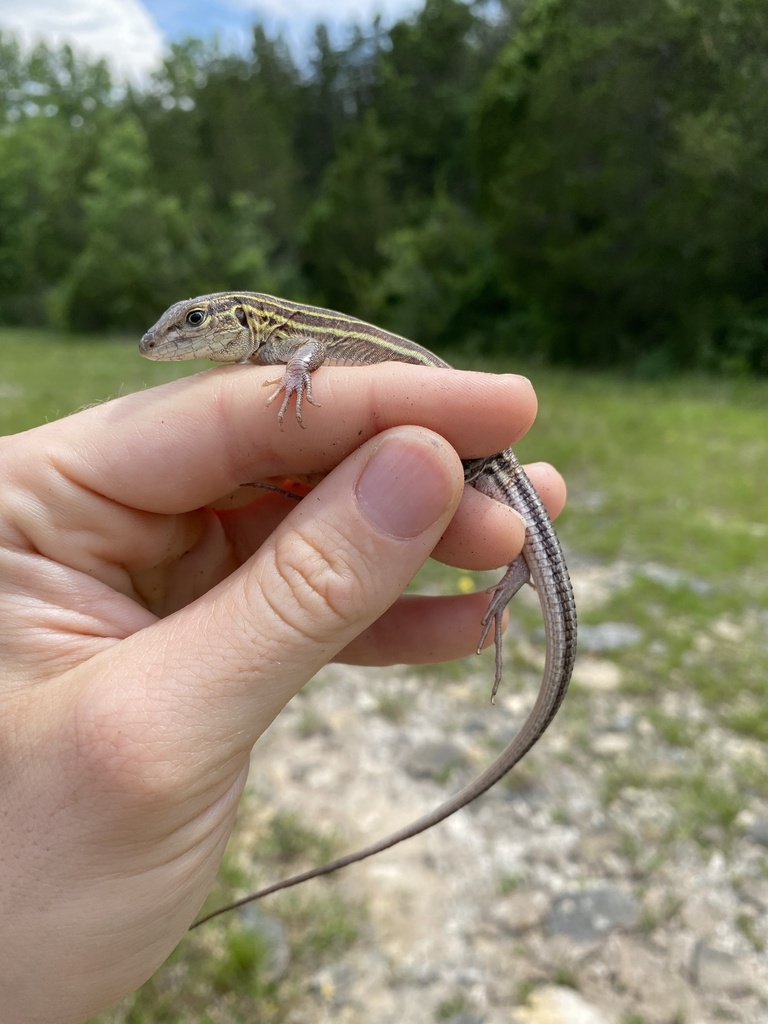 Six-lined Racerunner from Murfreesboro, TN, US on June 6, 2022 at 02:39 ...
