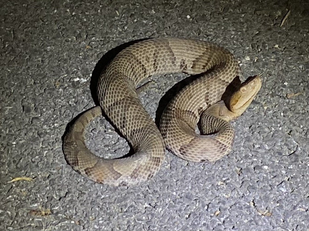 Eastern Copperhead in May 2022 by Alex Romer · iNaturalist