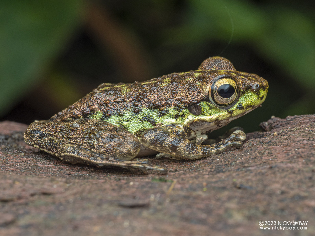 Marbled Cascade Frog from 1009, Tambon Ban Luang, Amphoe Chom Thong ...