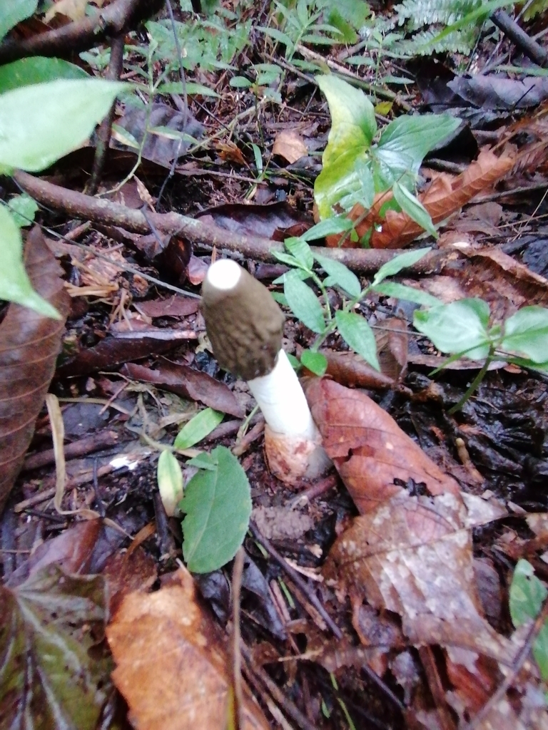 Phallus from 79910 S.L.P., México on November 22, 2023 at 12:36 PM by ...