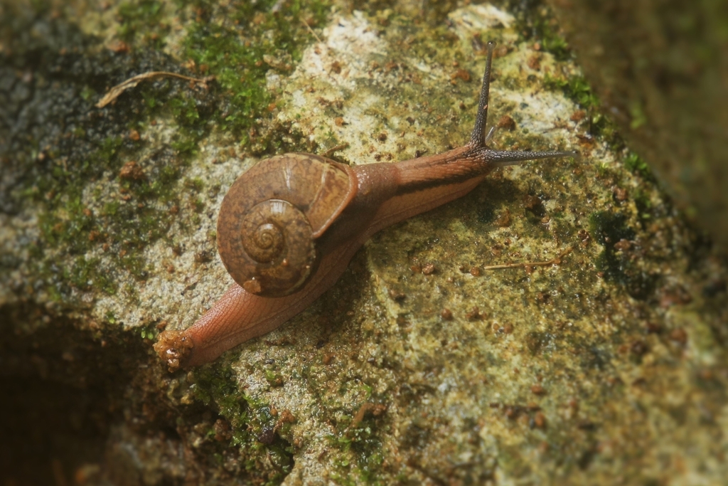Ariophanta exilis from Kirindiwela on July 25, 2020 at 10:04 PM by ...