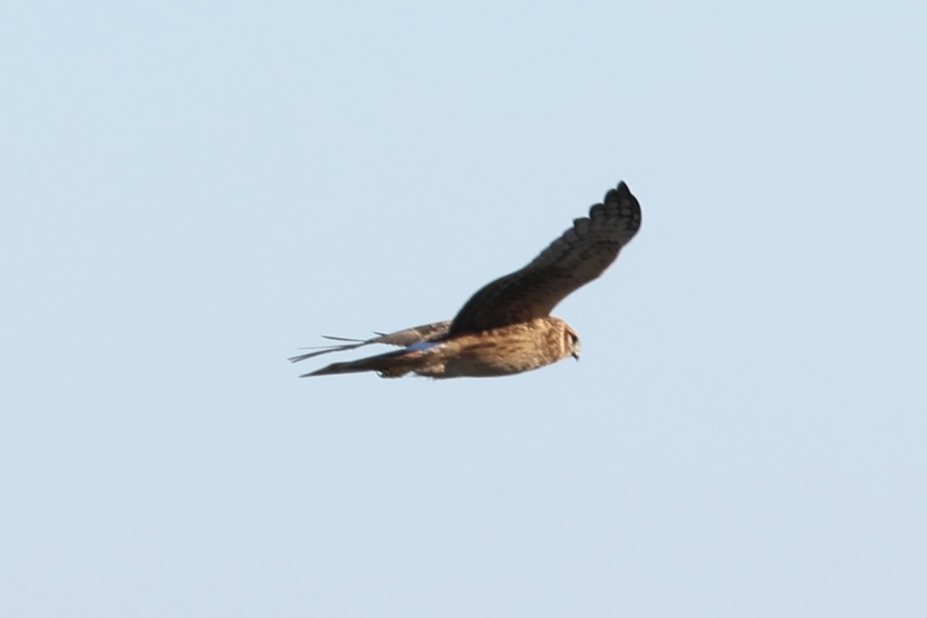 Northern Harrier from Huntington Beach State Park, Murrells Inlet, SC ...