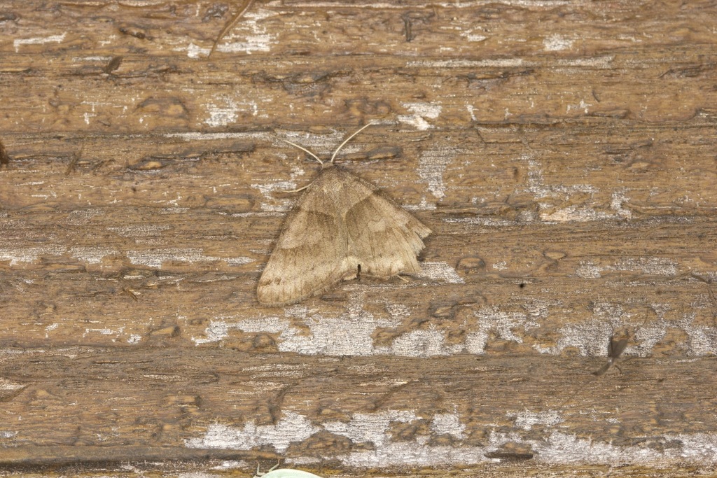 Clover Looper Moth from Environmental Educ Class, Patuxent RR, MD on ...