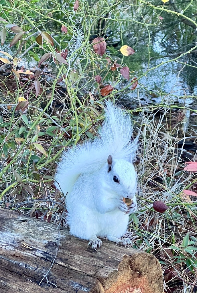 Eastern Gray Squirrel from First Landing State Park, Virginia Beach, VA ...