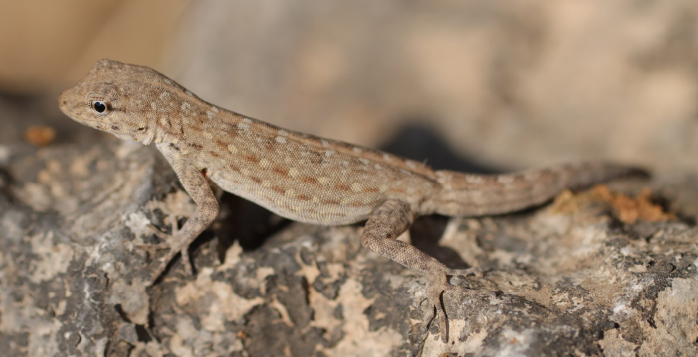 Rock Geckos from Wadi Darbat, Oman on March 1, 2023 at 06:24 PM by ...