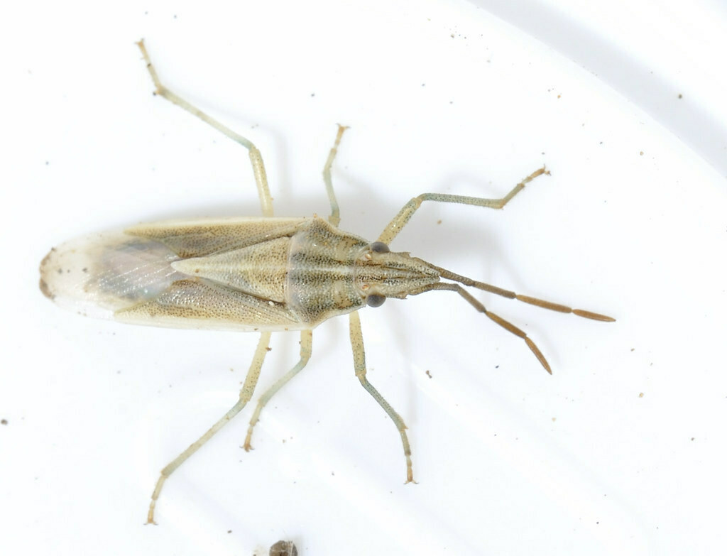 Mecidea longula from Fourchue on January 10, 2013 at 01:42 PM by Karl ...