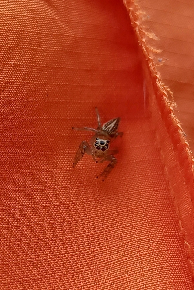 Sylvan Jumping Spider from WPGR+MJ, San José, Mora, Bajo Sardinal ...