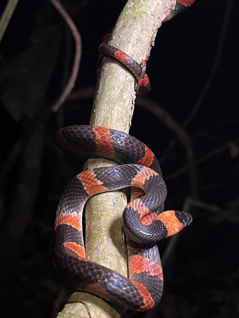 Forest Flame Snake from Sarapiqui, Heredia, CR on November 22, 2023 at ...