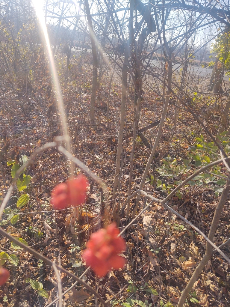 spindles from Rome City, IN 46784, USA on November 23, 2023 at 01:00 PM ...