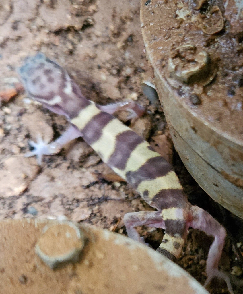 Western Banded Gecko from Cornville, AZ 86325, USA on November 23, 2023 ...