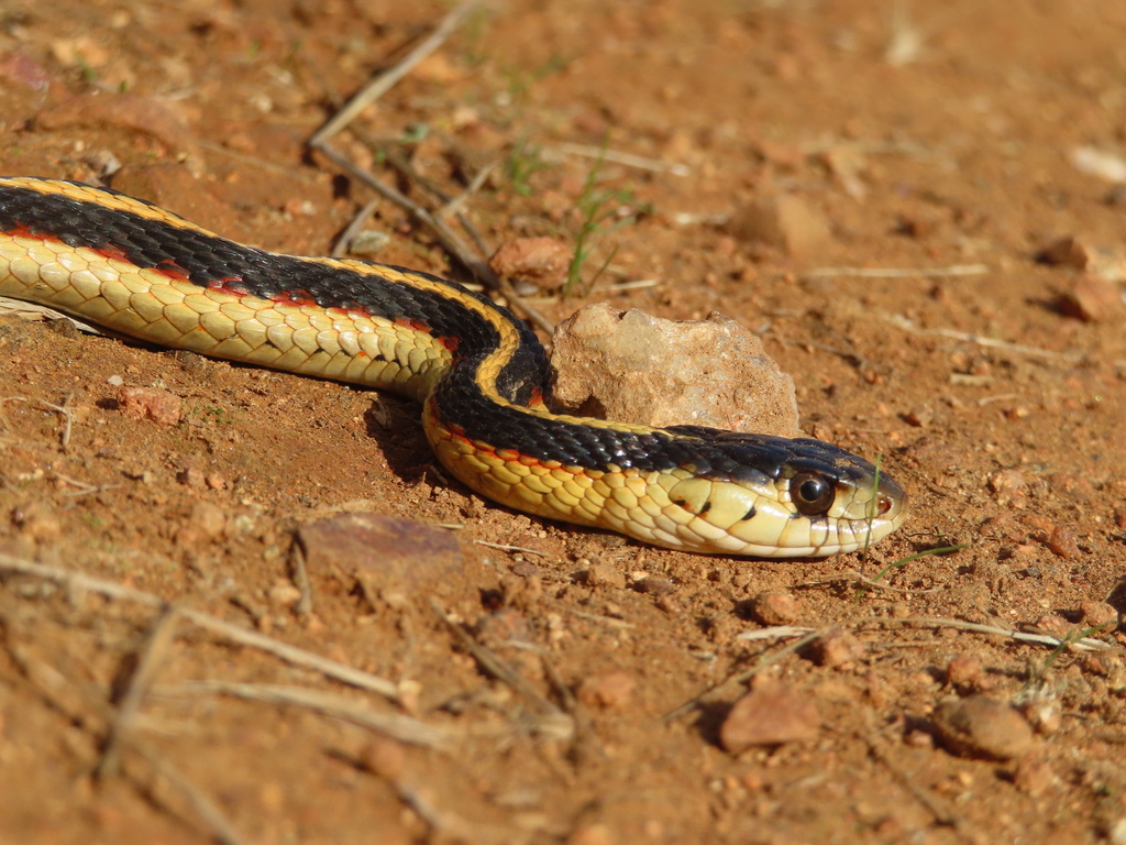 Valley Garter Snake from El Dorado County, CA, USA on November 22, 2023 ...
