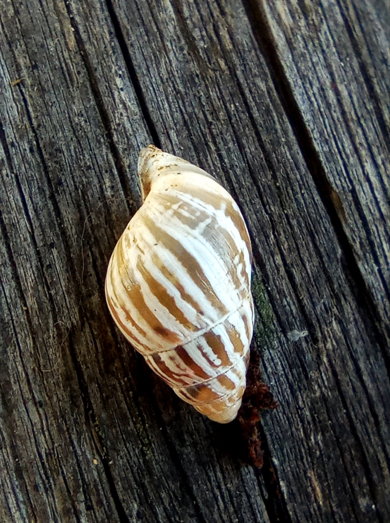 Zebra Snail from 2760, България on November 19, 2023 by Galin Ivanov ...