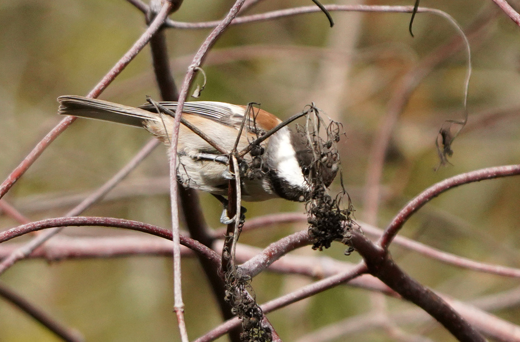 Chestnut-backed Chickadee from Jewel Lake, California 94708, USA on ...