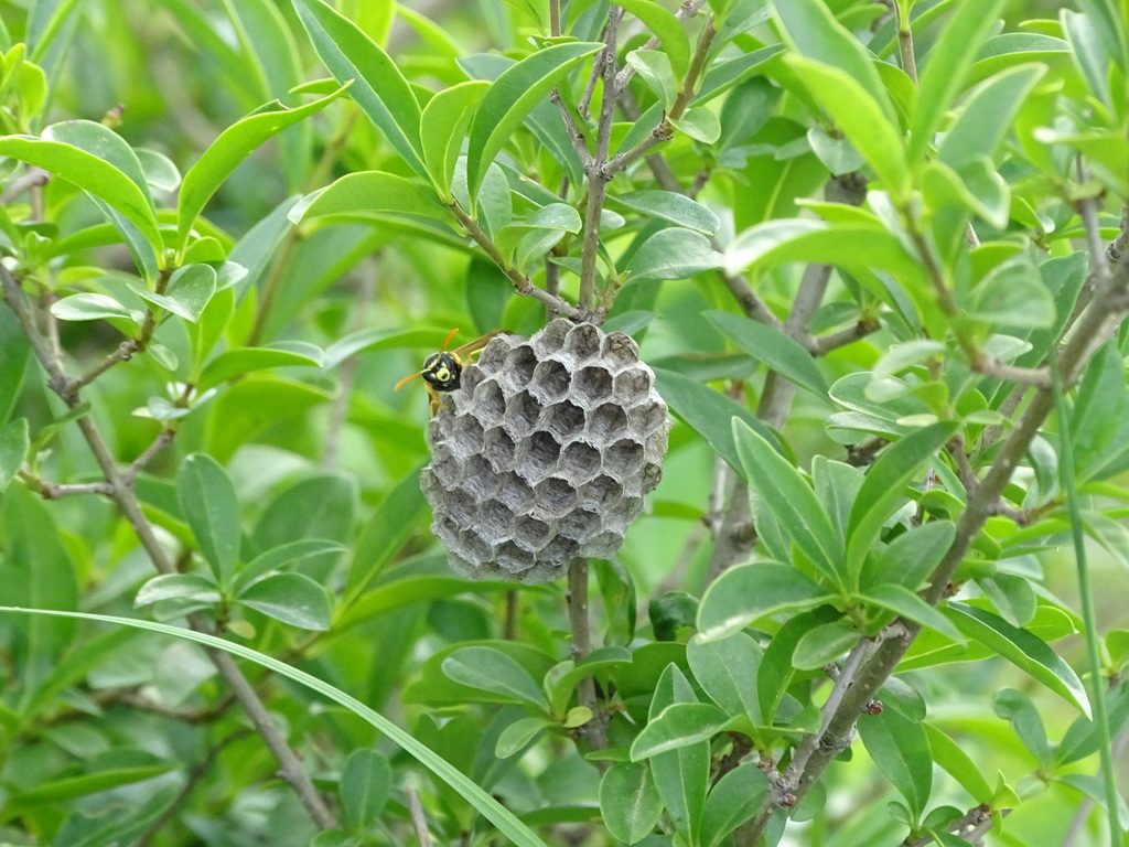 French Paper Wasp from 07130 Saint-Péray, France on May 9, 2021 at 05: ...