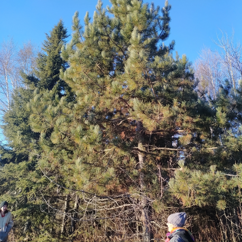 red pine from Oliver & Sanders, Thunder Bay, ON P7B 5E1, Canada on ...