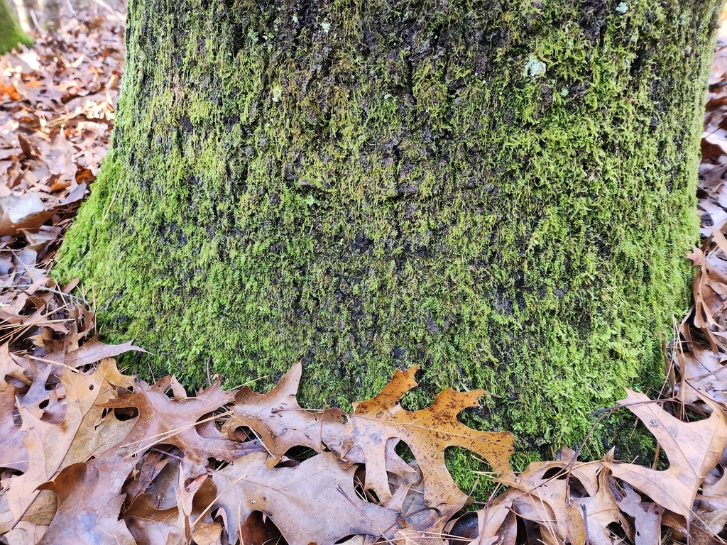 tree-skirt moss from Bedford, MA 01730, USA on November 23, 2023 at 02: ...