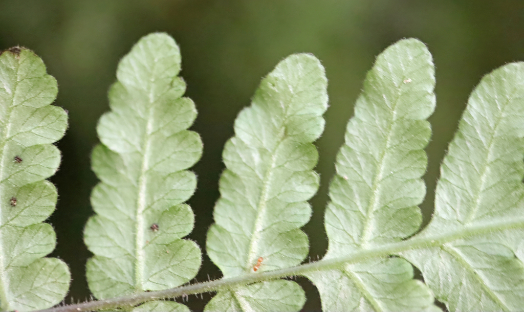 Creeping star-hair fern from Miami-Dade County, FL, USA on November 12 ...