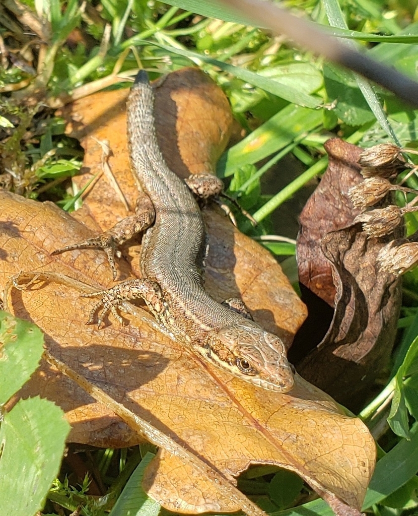 Common Wall Lizard from 87480 Saint-Priest-Taurion, France on 23 ...