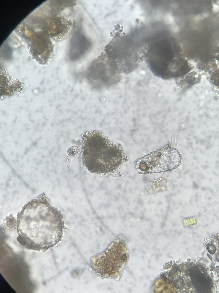 Difflugia from Calle 27A, Bucaramanga, Santander, CO on March 29, 2019 ...