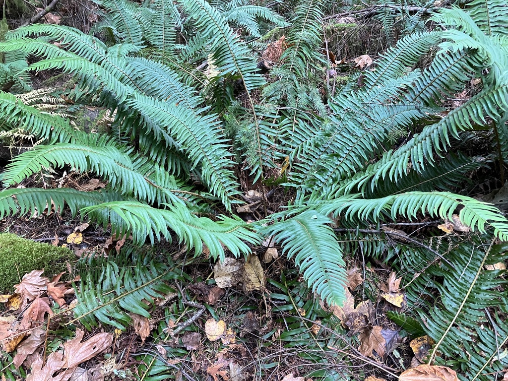 western sword fern from Gold Bar, WA, US on November 21, 2023 at 11:14 ...