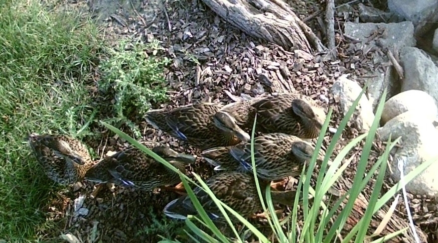 Mallard in August 2023 by S Z · iNaturalist