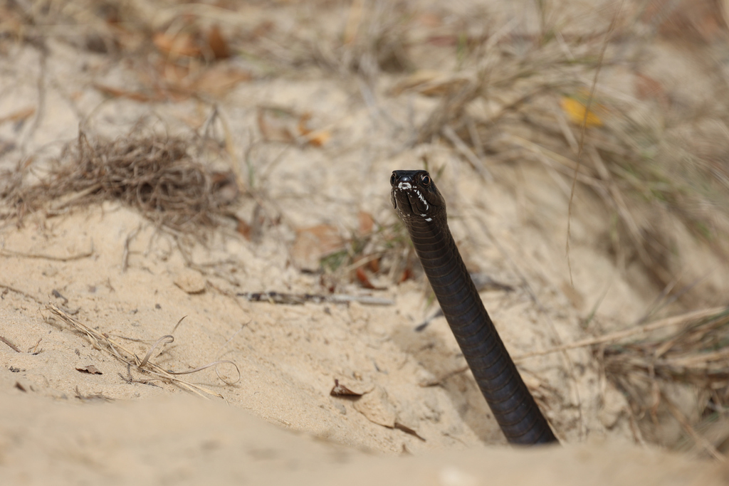 Eastern Coachwhip in November 2023 by captainjack0000. Peeking out of a ...