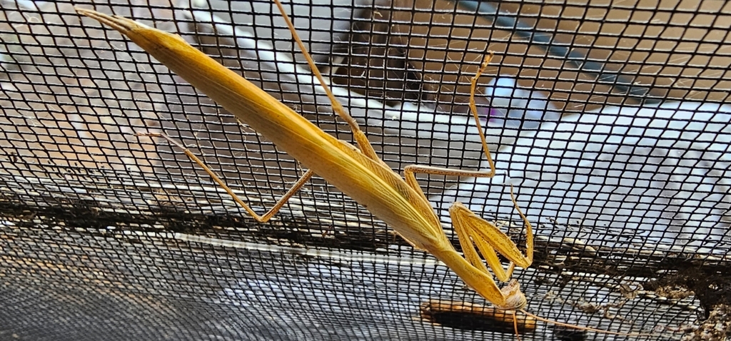 Eight-spot Mantis from Beermullah WA 6503, Australia on 19 November ...