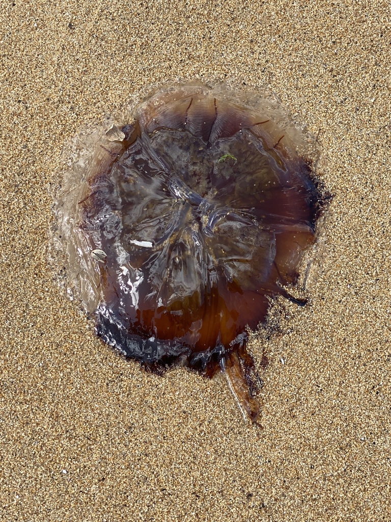 Spotted Jelly from Tasman, NZ-NE, NZ on 24 November, 2023 at 10:18 AM ...