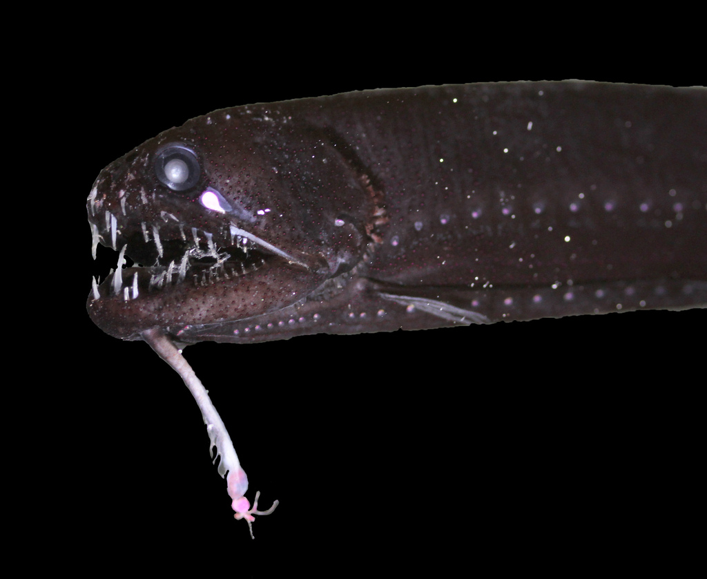 Threadfin Dragonfish on 05 April, 2014 at 07:44 AM by peterraskmoller ...