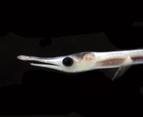 Anguilas de cuello largo (Derichthyidae)