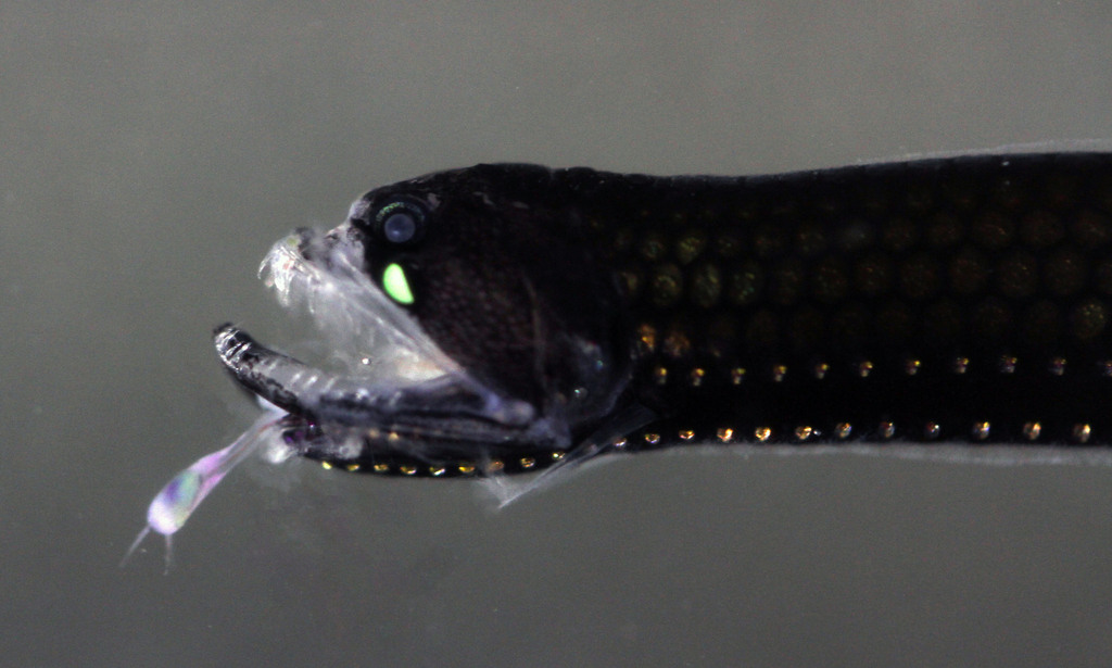 Boa Dragonfish on 04 April, 2014 at 09:37 AM by peterraskmoller ...