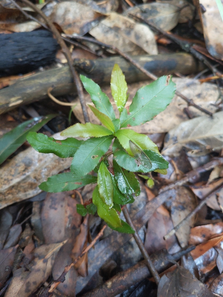 Small-leaved plane from Galston NSW 2159, Australia on November 24 ...