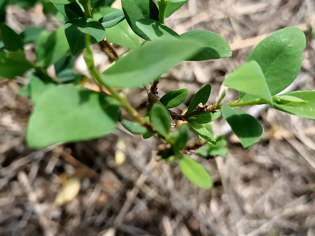 Bootlace Plant from Albany Creek QLD 4035, Australia on November 24 ...