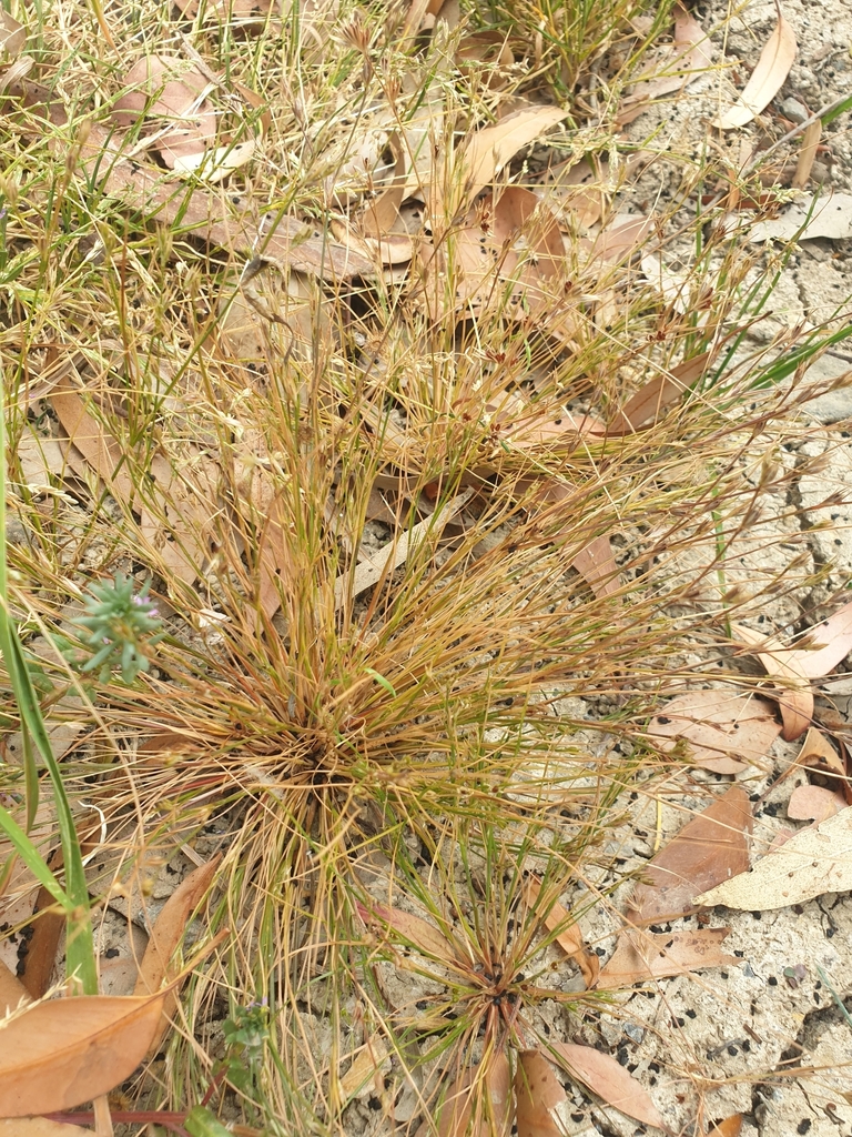 Toad rush from Darebin - Preston, AU-VI, AU on November 24, 2023 at 10: ...