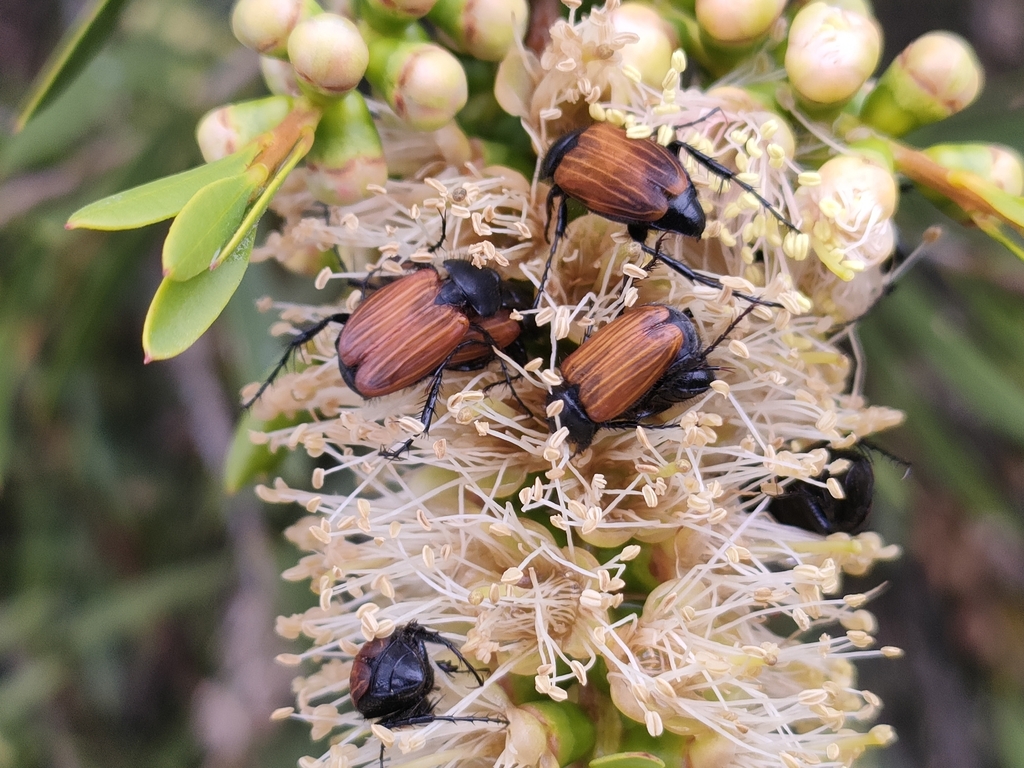 Washing Beetle from Mount Barker Summit SA 5251, Australia on November ...