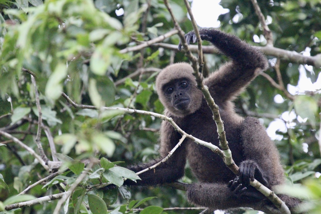 Common Woolly Monkey in November 2023 by Anya Cervantes · iNaturalist