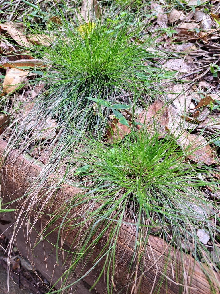 sedges from Eatons Hill QLD 4037, Australia on November 24, 2023 at 10: ...